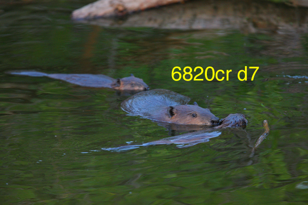 Beavers in the water – Wing It Wildlife Photography