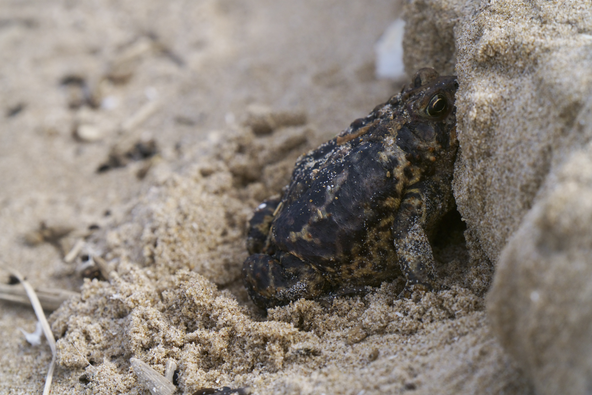 Toad – Wing It Wildlife Photography