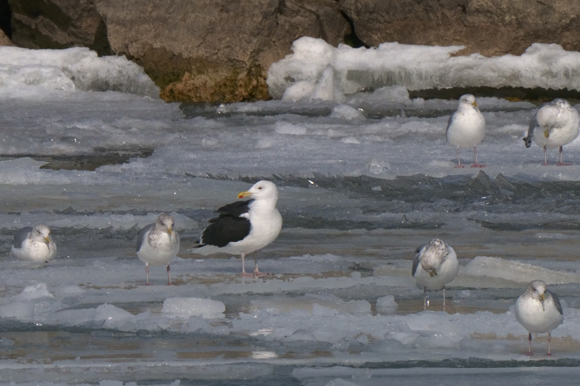 Great Black-backed Gull – Wing It Wildlife Photography