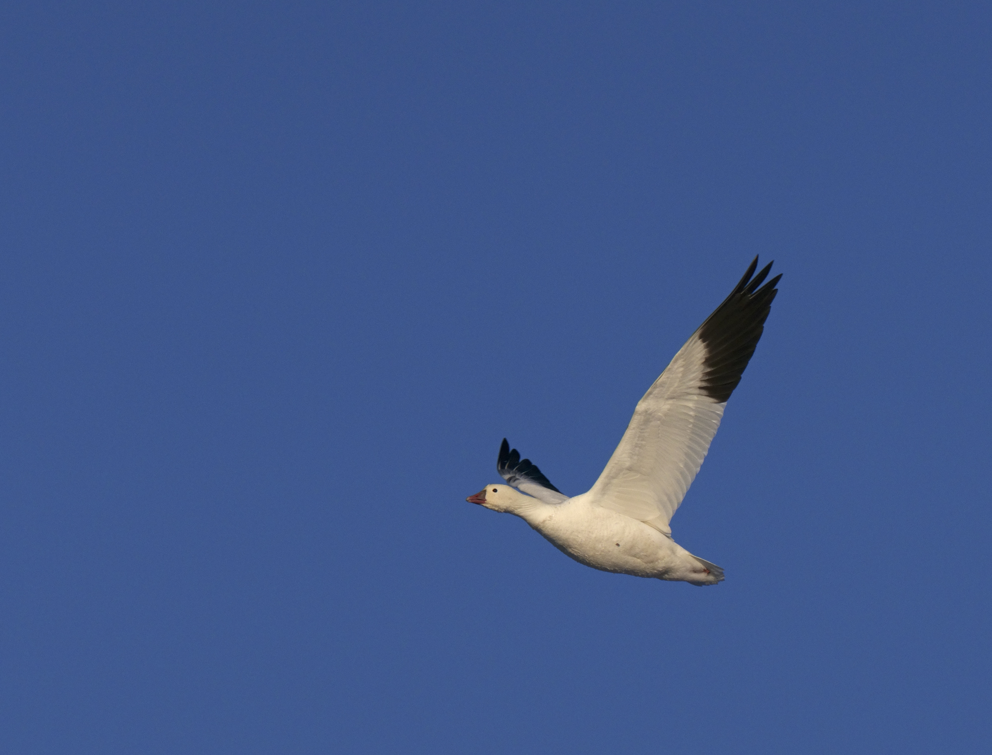 Snow Goose – Wing It Wildlife Photography