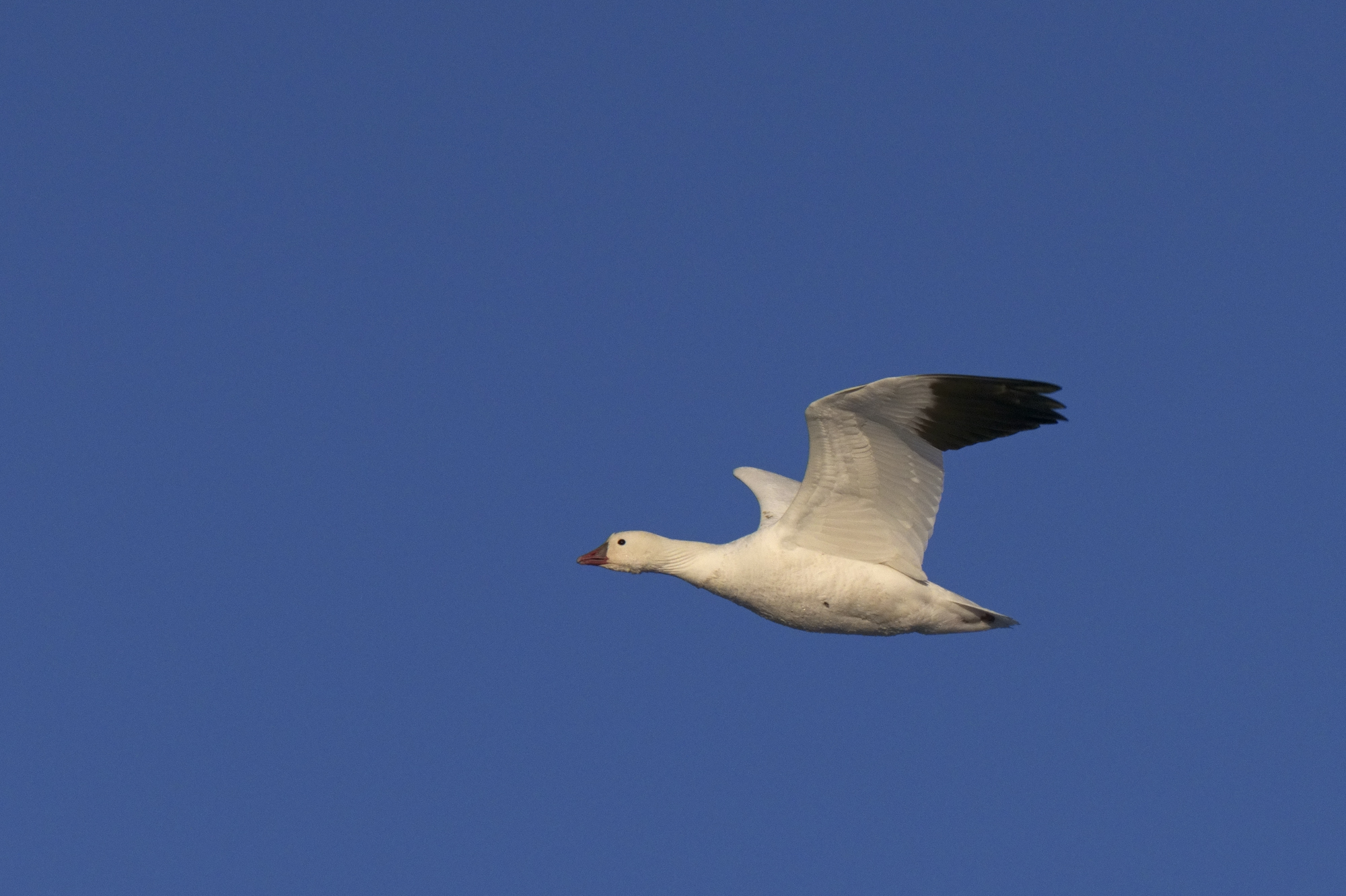 Snow Goose – Wing It Wildlife Photography